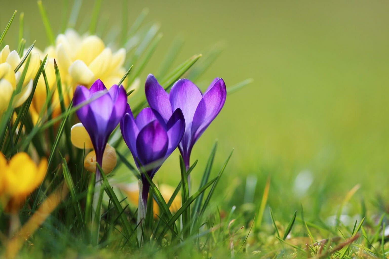 Crocus Flower Symbolism Explained: Love, Hope & So Much More - Petal ...