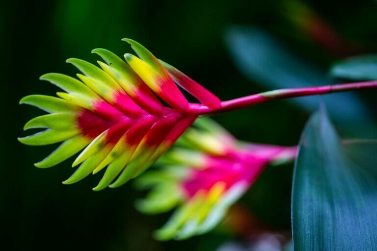 17 Best Types of Bromeliads to Grow at Home - Petal Republic