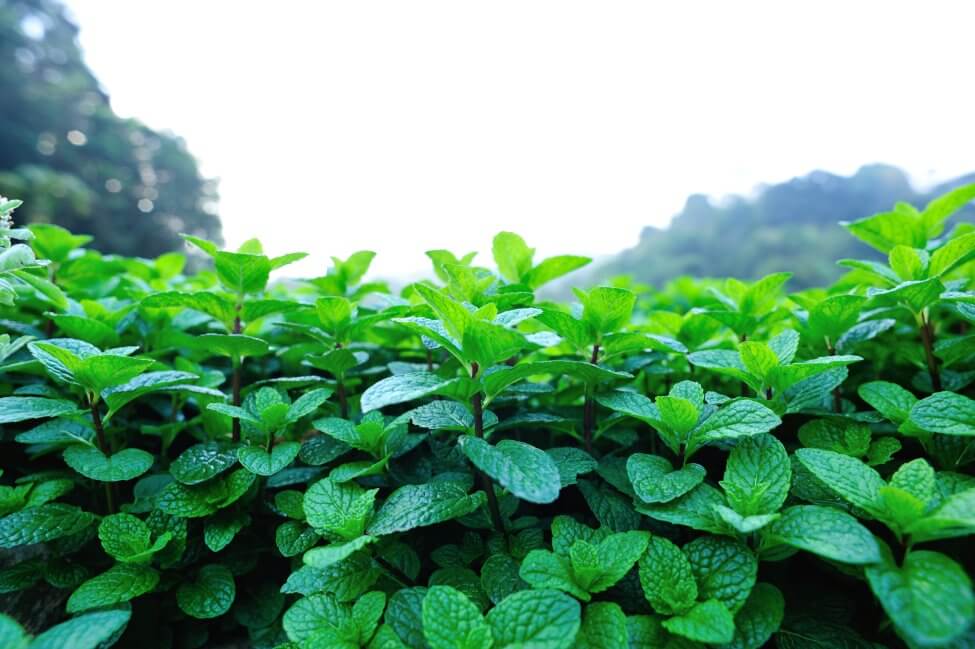 Ultimate Guide to Mint Plant Meaning, Types, and Uses (2022) Ultimate Guide to Mint Plant Meaning, Types, and Uses (2022)