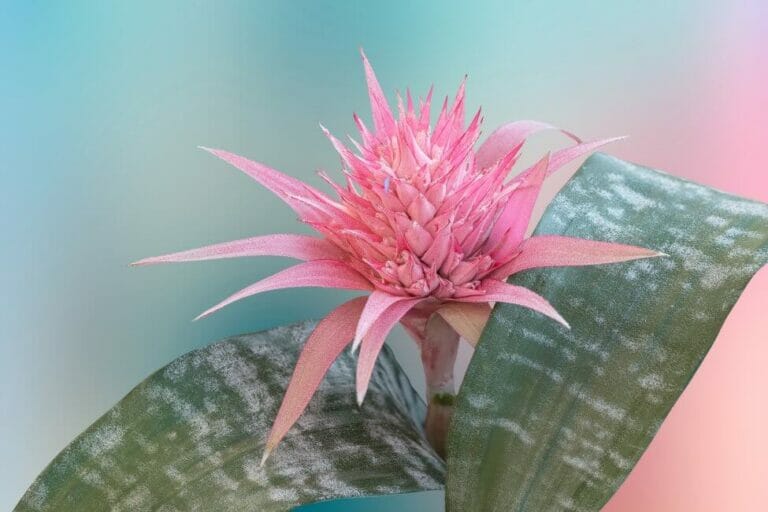 17 Best Types of Bromeliads to Grow at Home - Petal Republic