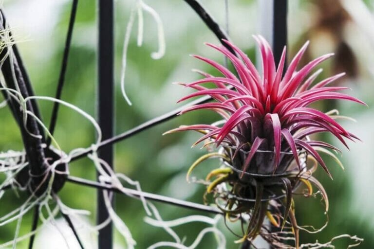 17 Best Types of Bromeliads to Grow at Home - Petal Republic