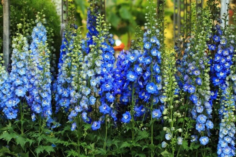 One Flower. Hundreds of Myths. The Larkspur’s True Symbolism - Petal ...