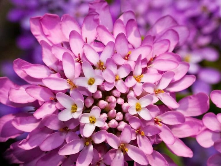 100 Perfectly Pink Flowers for Stunning Garden Displays