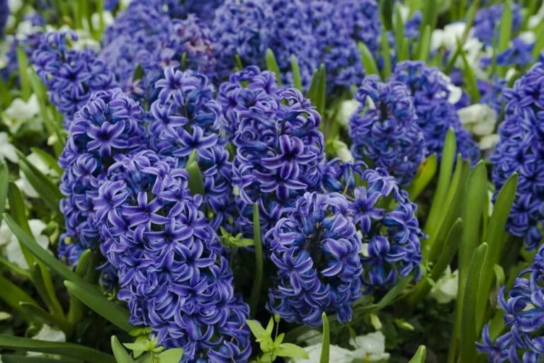 Hyacinth Flower Symbolism: Meanings and Myths You Should Know - Petal ...