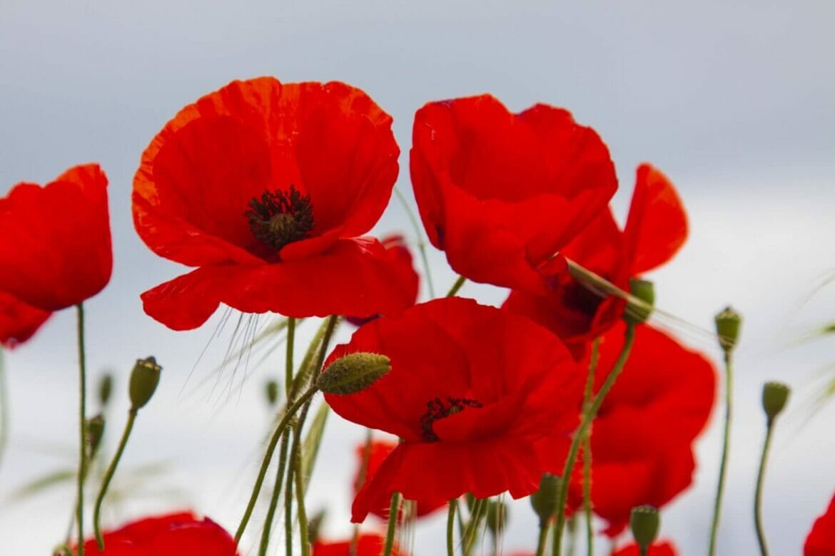 Poppy Power: Exploring the Meaning and Symbolism of This Iconic Flower ...