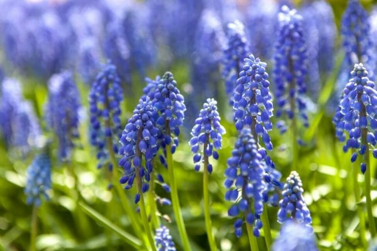 Hyacinth Flower Symbolism: Meanings and Myths You Should Know - Petal ...