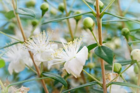 Myrtle Flower Symbolism: Love, Purity, and Beyond - Petal Republic