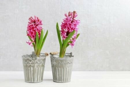 Hyacinth Flower Symbolism: Meanings and Myths You Should Know - Petal ...
