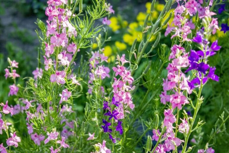 One Flower. Hundreds of Myths. The Larkspur’s True Symbolism - Petal ...