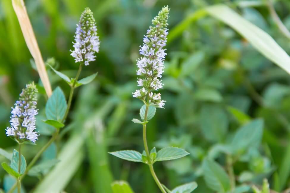 Ultimate Guide to Mint Plant Meaning, Types, and Uses - Petal Republic Ultimate Guide to Mint Plant Meaning, Types, and Uses - Petal Republic