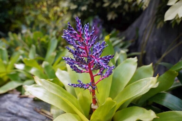 17 Best Types of Bromeliads to Grow at Home - Petal Republic