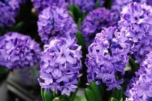 Hyacinth Flower Symbolism: Meanings and Myths You Should Know - Petal ...