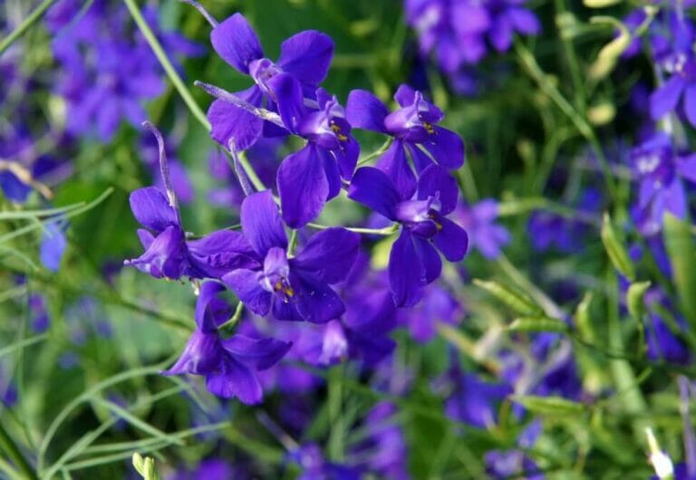One Flower. Hundreds of Myths. The Larkspur’s True Symbolism - Petal ...