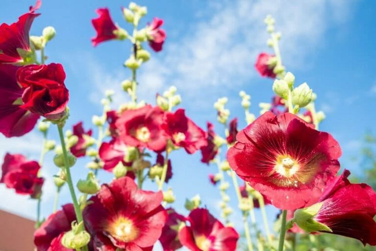 The Story of Hollyhock Flowers: Symbolism and Folklore - Petal Republic