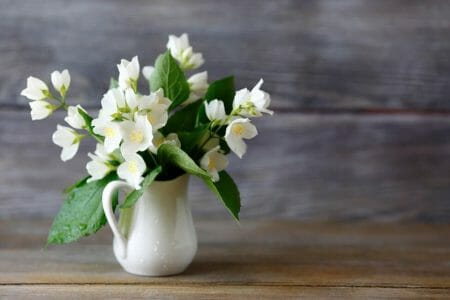 Jasmine Flowers: Their Meaning and Symbolism Through History - Petal ...