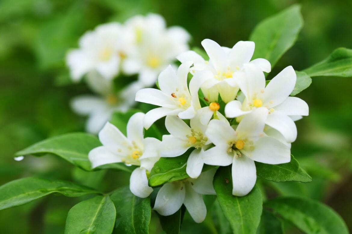 Jasmine Flowers: Their Meaning and Symbolism Through History - Petal ...