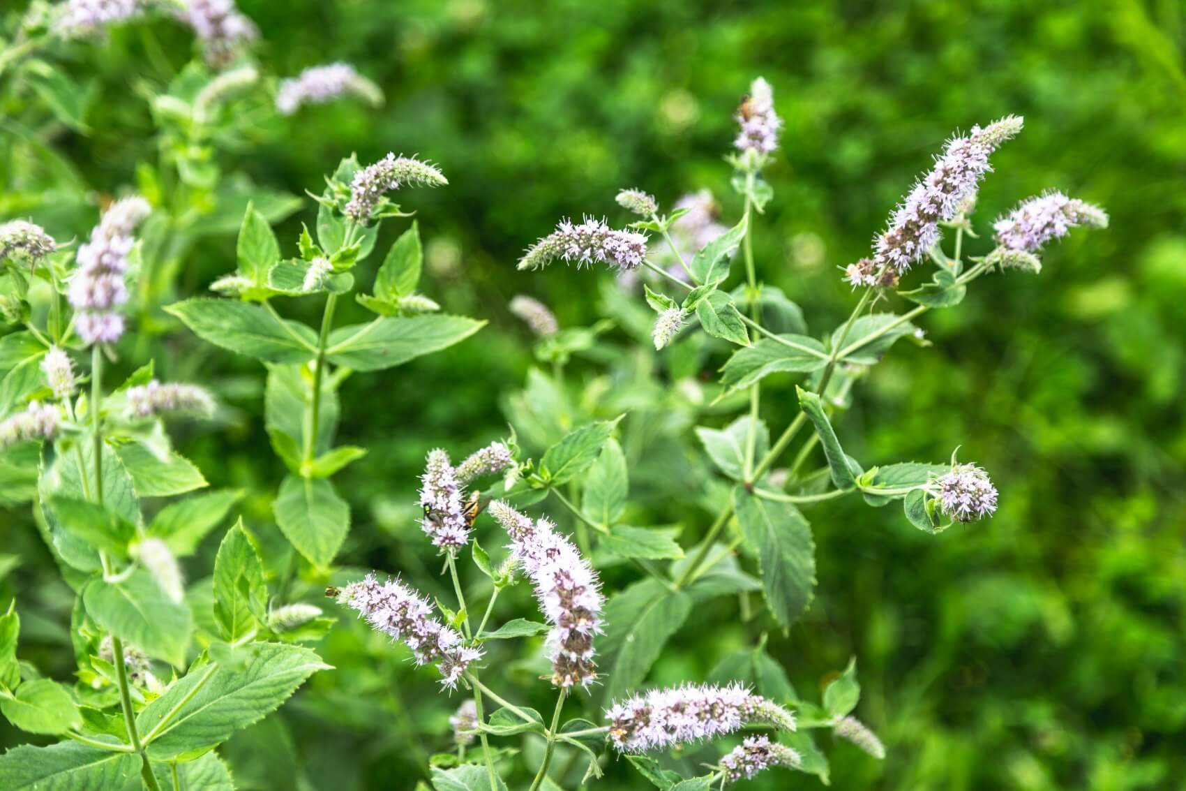 Mint Family Plant Leaves