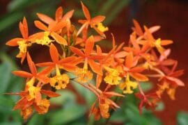 Captivating Orchids: 45 Varieties, Complete with Photos and Growing ...