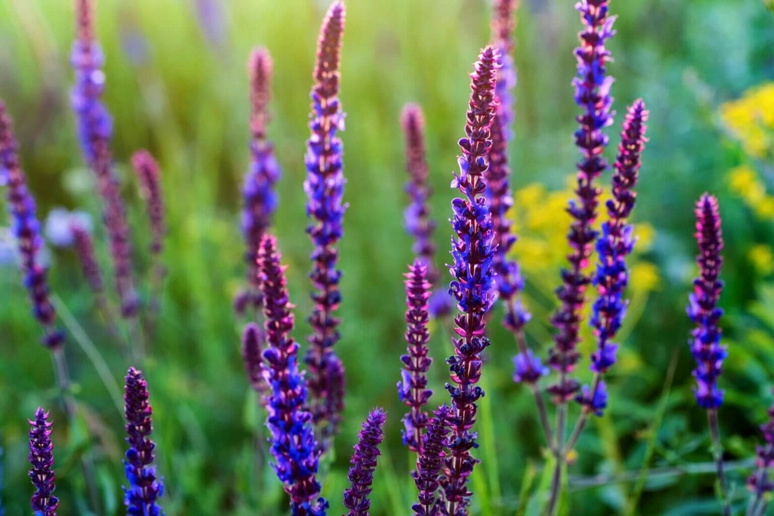 Salvia Flower Symbolism Is Ancient, Powerful, and Mysterious - Petal ...