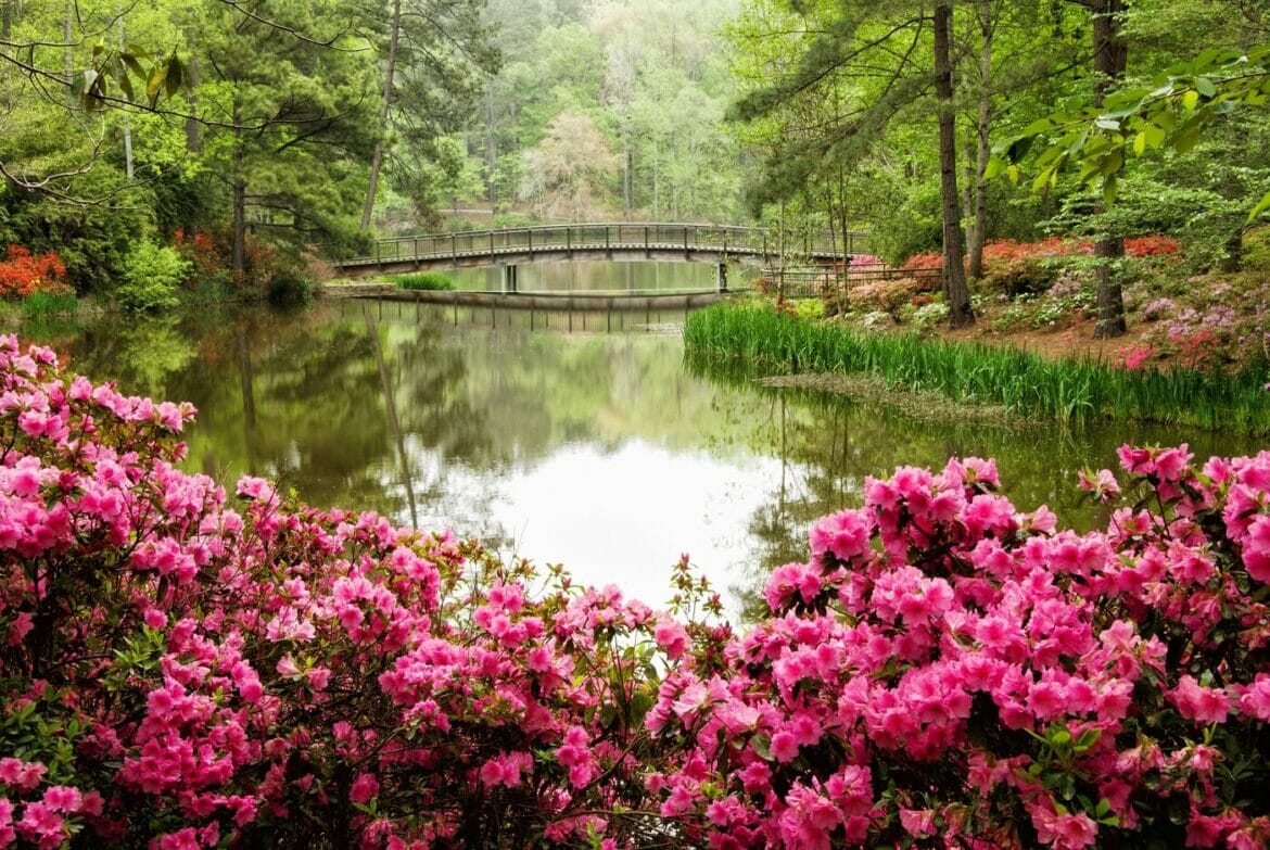 Azalea Flower Meaning: A Story of Beauty, Symbolism, and Tradition ...