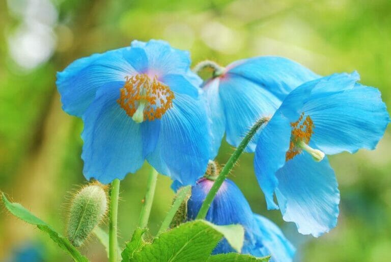Blue Flower Meaning and Symbolism in the Language of Flowers