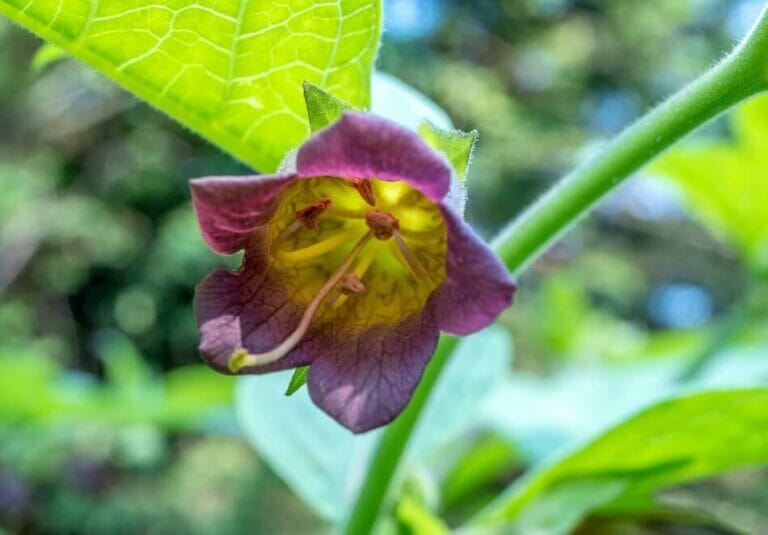 Deadly Nightshade (Atropa belladonna): Your Complete Guide - Petal Republic