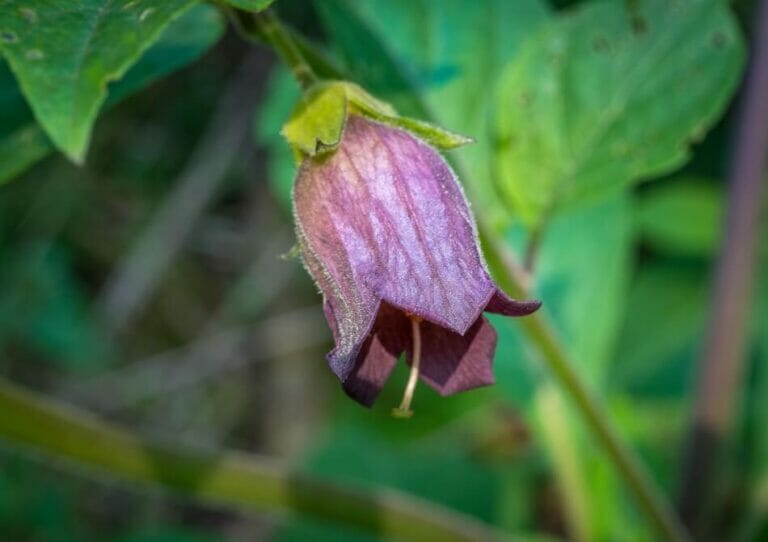 Deadly Nightshade (Atropa belladonna): Your Complete Guide - Petal Republic