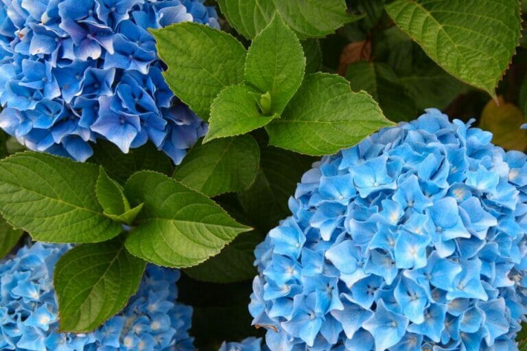 Blue Flower Meaning and Symbolism in the Language of Flowers
