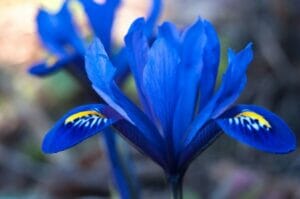 Ultimate Guide to Blue Flower Meaning and Symbolism - Petal Republic
