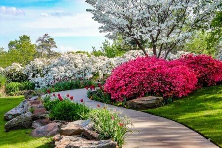 Azalea Flower Meaning: A Story of Beauty, Symbolism, and Tradition ...