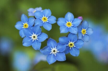 Forget Me Not Flower Meaning and Symbolism - Petal Republic