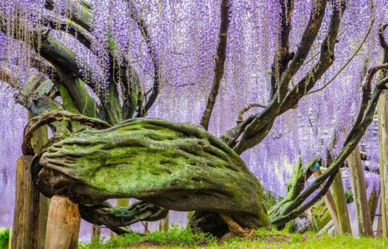 Wisteria Flower Myths and Contemporary Meanings - Petal Republic