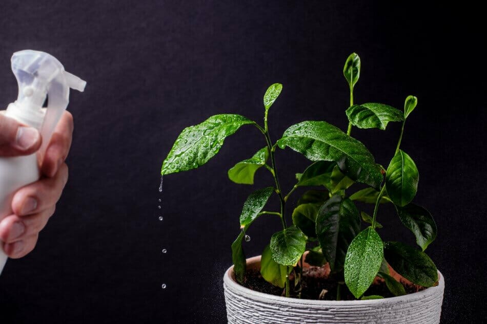 How To Deep Water Citrus Trees At Gemma Nock Blog How To Deep Water Citrus Trees At Gemma Nock Blog