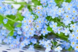 Ultimate Guide To Forget Me Not Flower Meaning and Symbolism - Petal ...