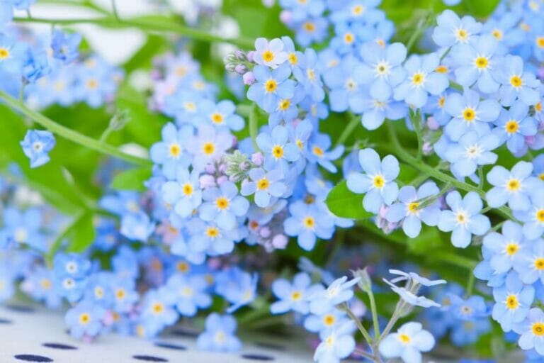 Forget Me Not Flower Meaning and Symbolism - Petal Republic
