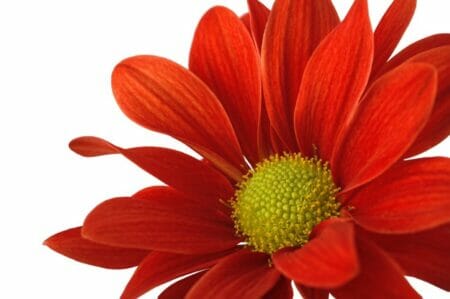 Red Flower Meaning and Symbolism in the Language of Flowers