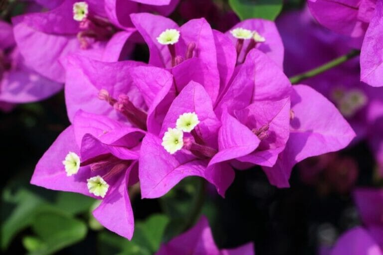 Bougainvillea Flower Symbolism, Uses, and Benefits - Petal Republic