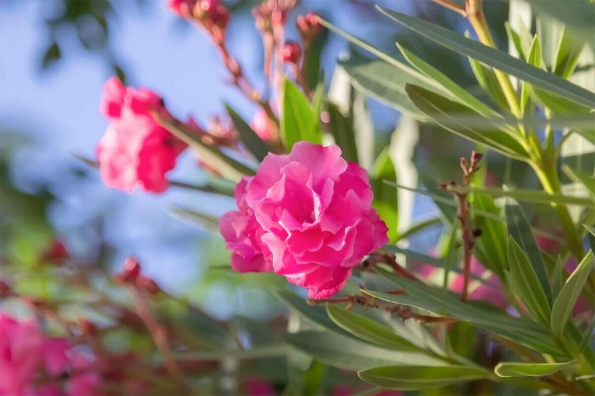 Ultimate Guide to Oleander flower (Nerium) Meaning - Petal Republic