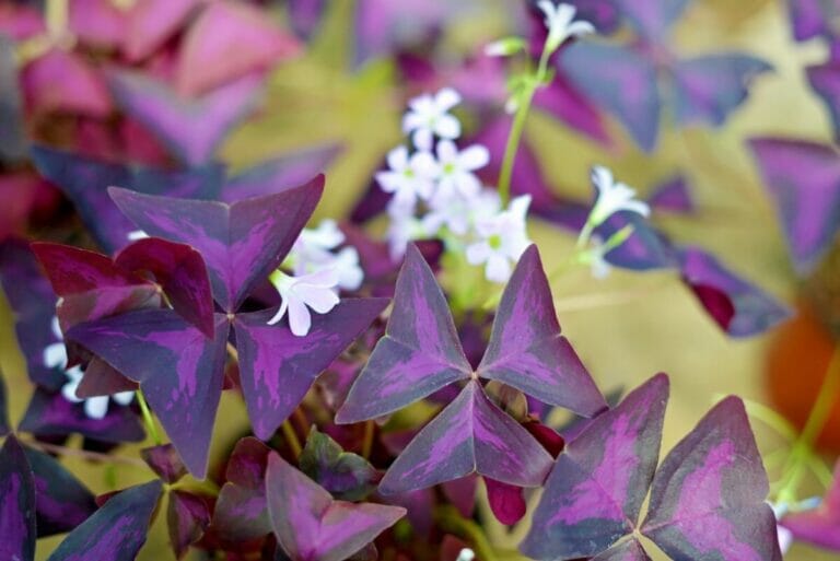 Oxalis Triangularis Plant Care at Home (Purple Shamrock) - Petal Republic