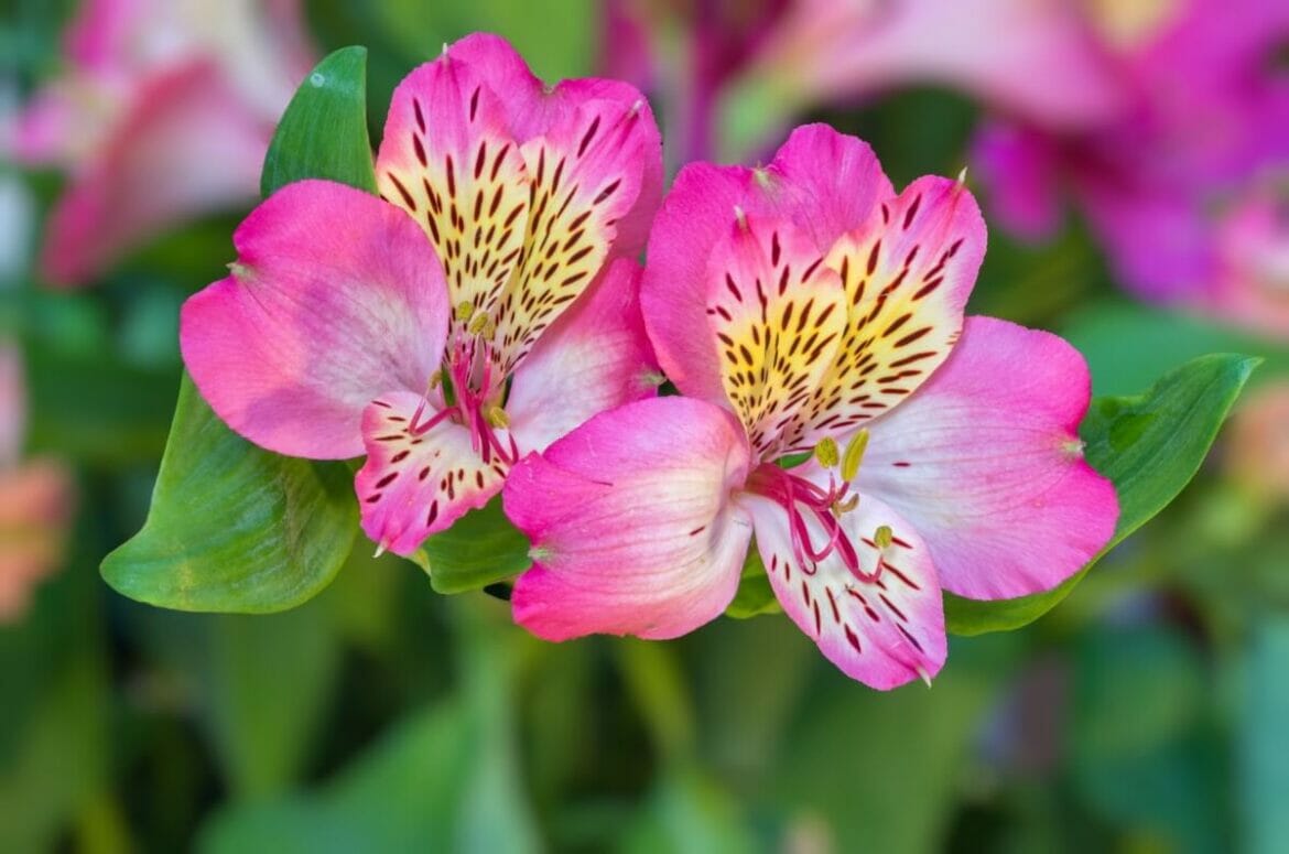 Flower Alstroemeria Meaning