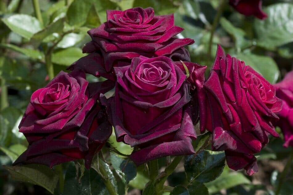 Black Baccara Rose Bush