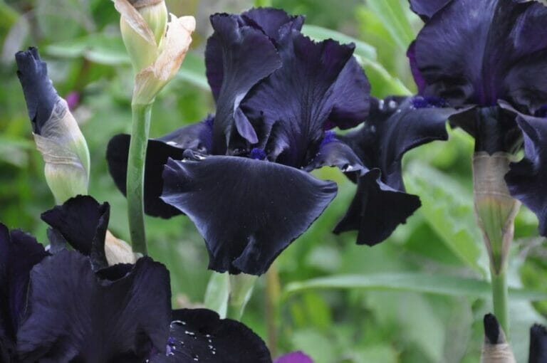 38 Types of Black Flowers and Plants With Pictures - Petal Republic