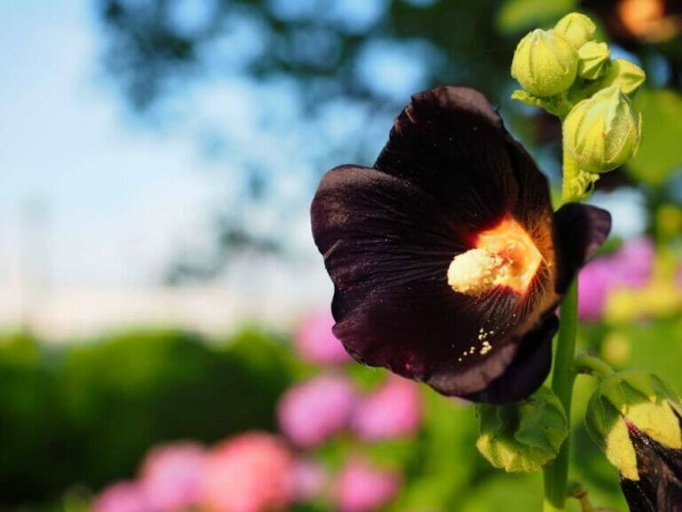 38 Types of Black Flowers and Plants With Pictures - Petal Republic