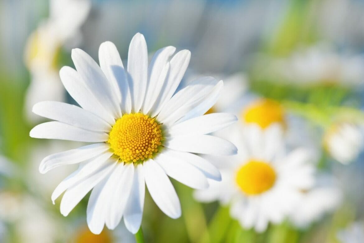 Golden Blooms of Tranquility: The Symbolism of Chamomile Flowers ...