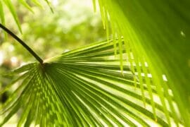 Ultimate Guide to Chinese Fan Palm Care at Home - Petal Republic