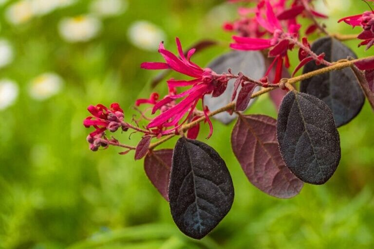 38 Types of Black Flowers and Plants With Pictures - Petal Republic