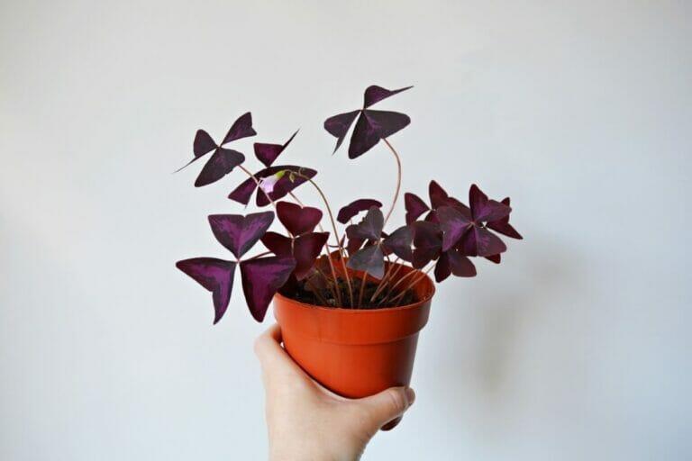 Oxalis Triangularis Plant Care at Home (Purple Shamrock) - Petal Republic