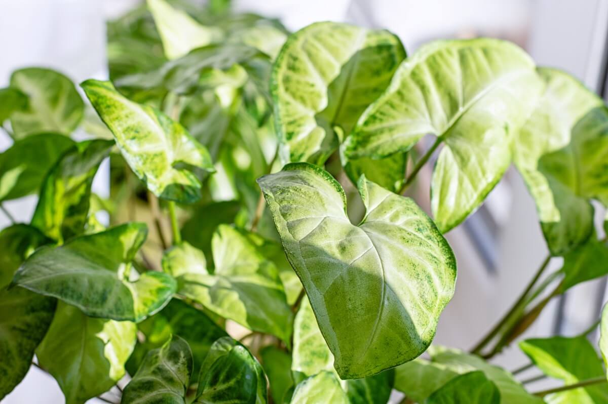 Ultimate Guide to Arrowhead Plant Care at Home - Petal Republic