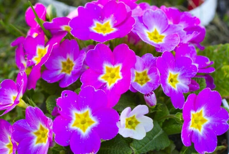 Primrose Flower Meaning: Symbolism, Colors & Floriography Guide