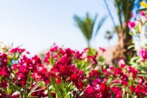 Oleander: The Seductive Flower That Symbolizes Love and Death - Petal ...